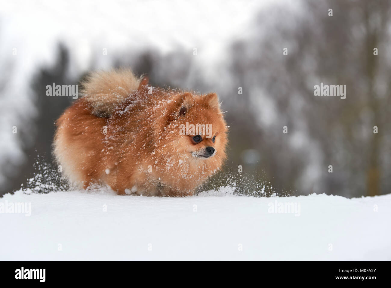 Baby pomeranian spitz playing hi-res stock photography and images - Alamy
