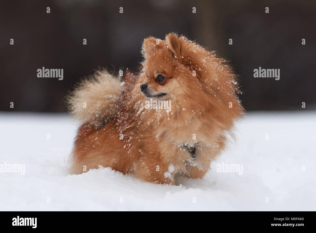 Baby pomeranian spitz playing hi-res stock photography and images - Alamy