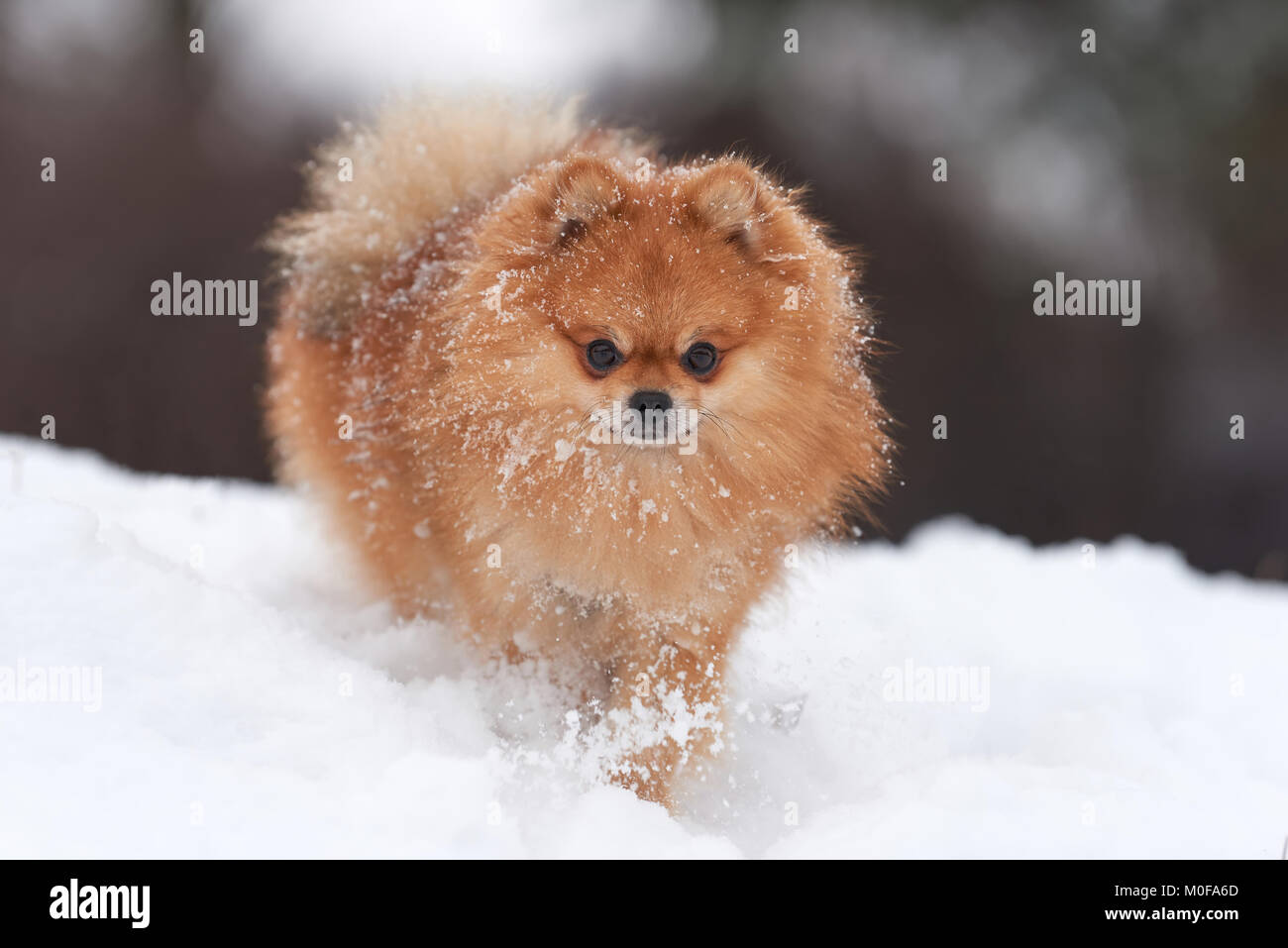 Baby pomeranian spitz playing hi-res stock photography and images - Alamy