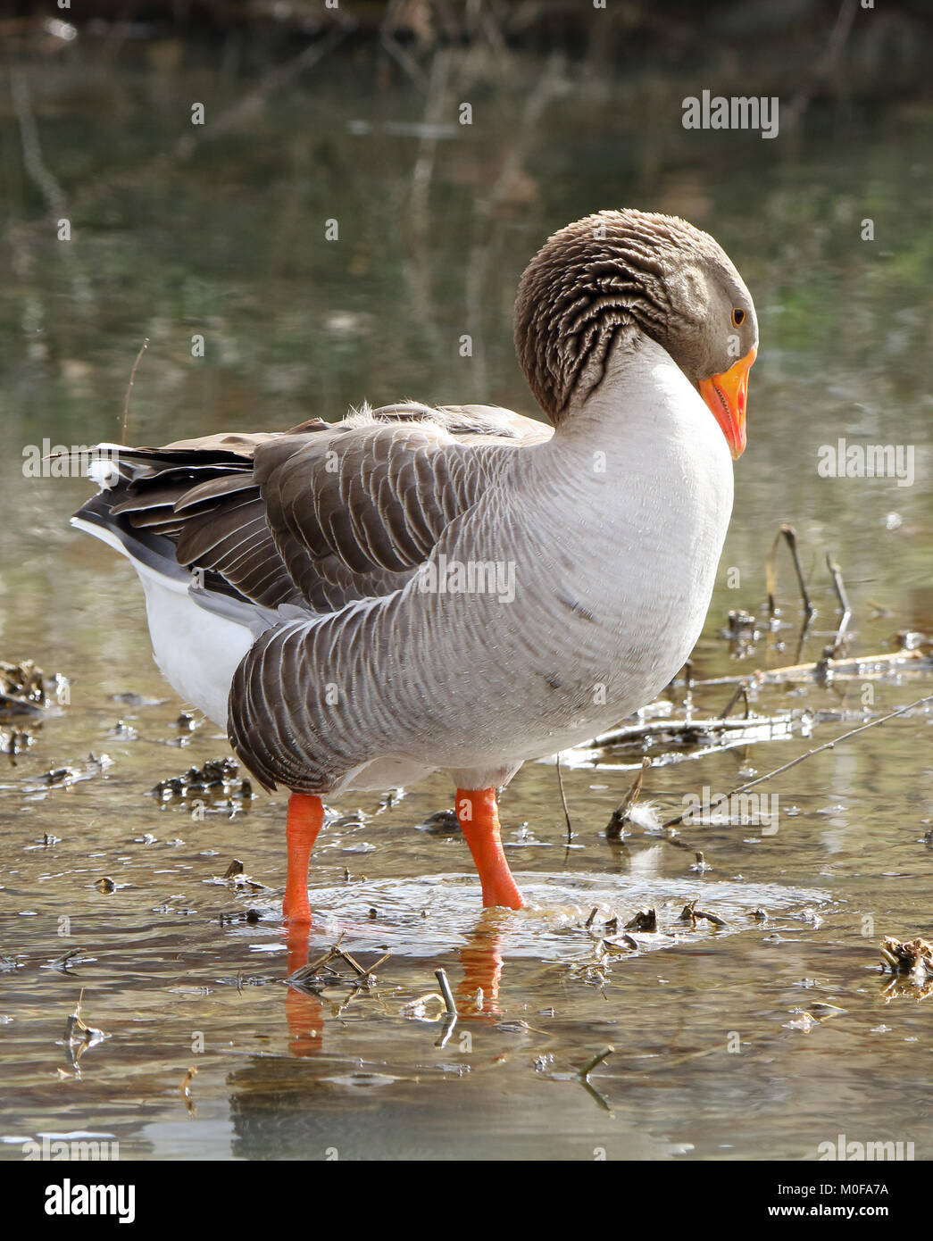 Waterfowl park hi-res stock photography and images - Alamy
