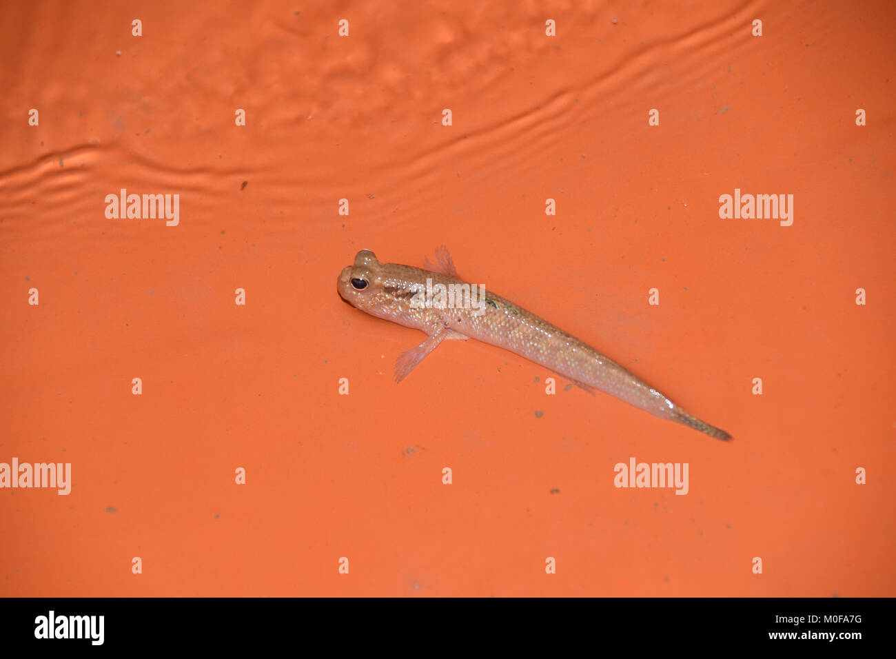 Walking fish hi-res stock photography and images - Alamy