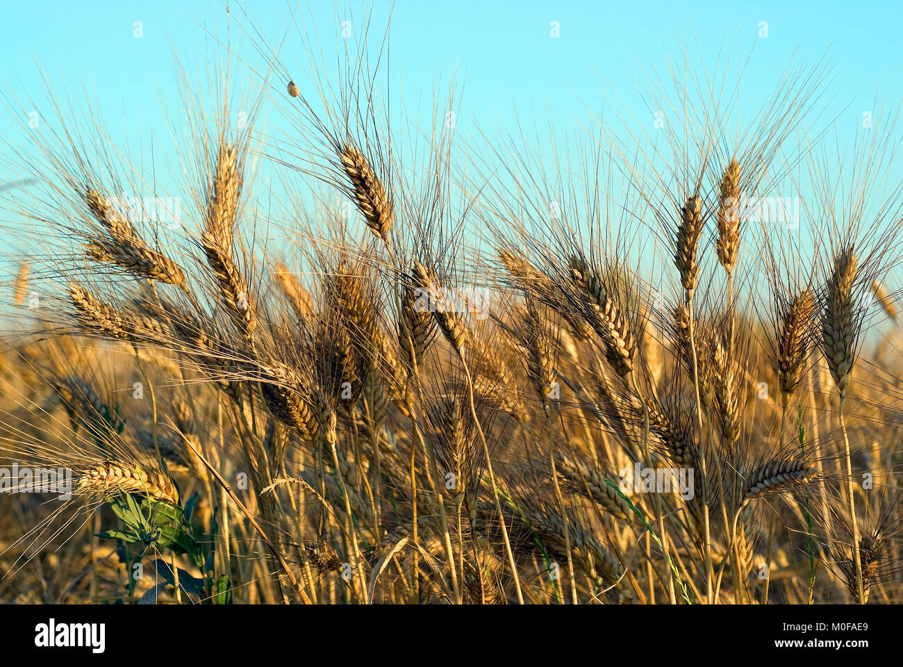 Wheat field in Umbria, Italy Stock Photo - Alamy