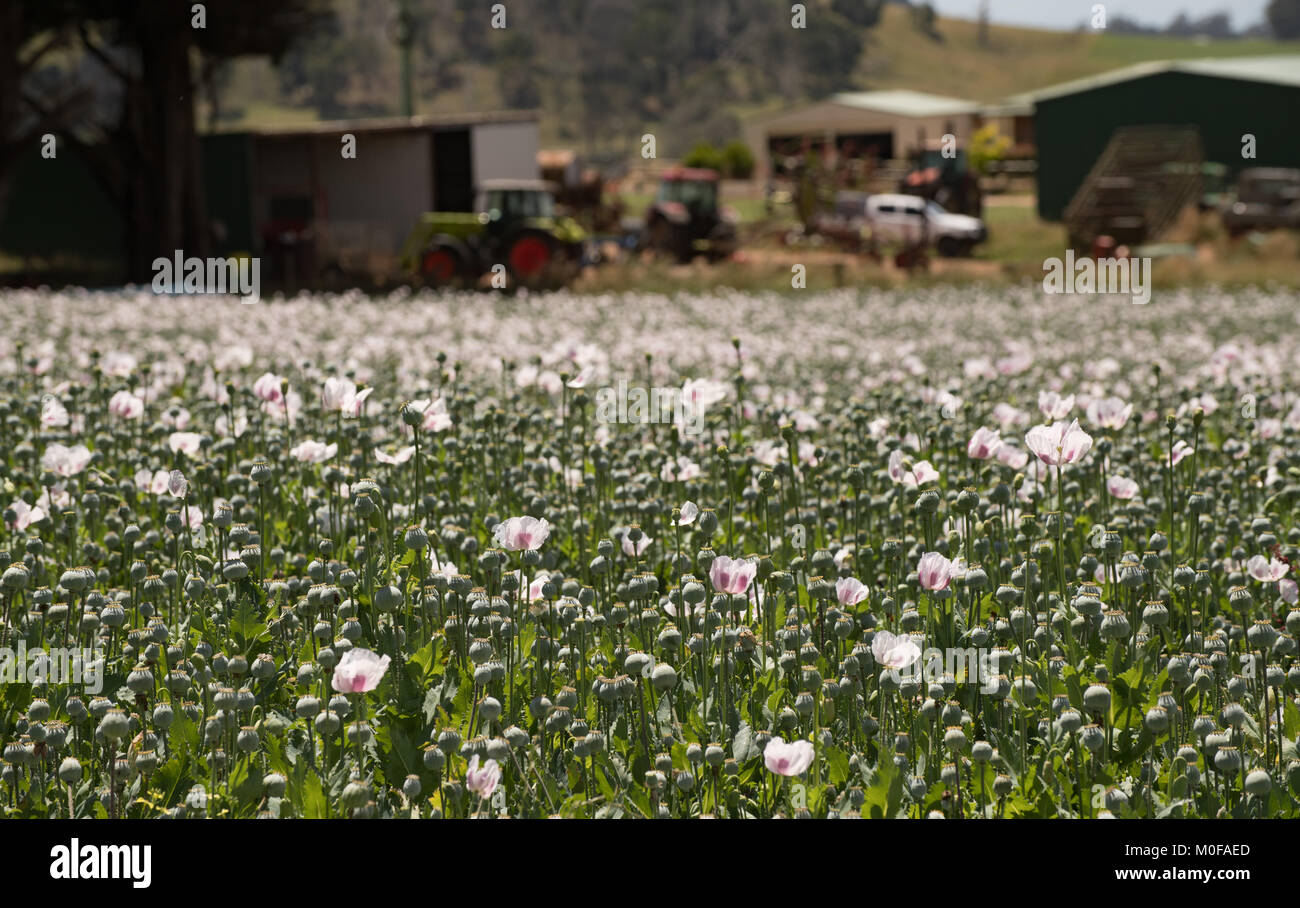 Farms in Tasmania produce about 50% of the world's licit poppy straw ...