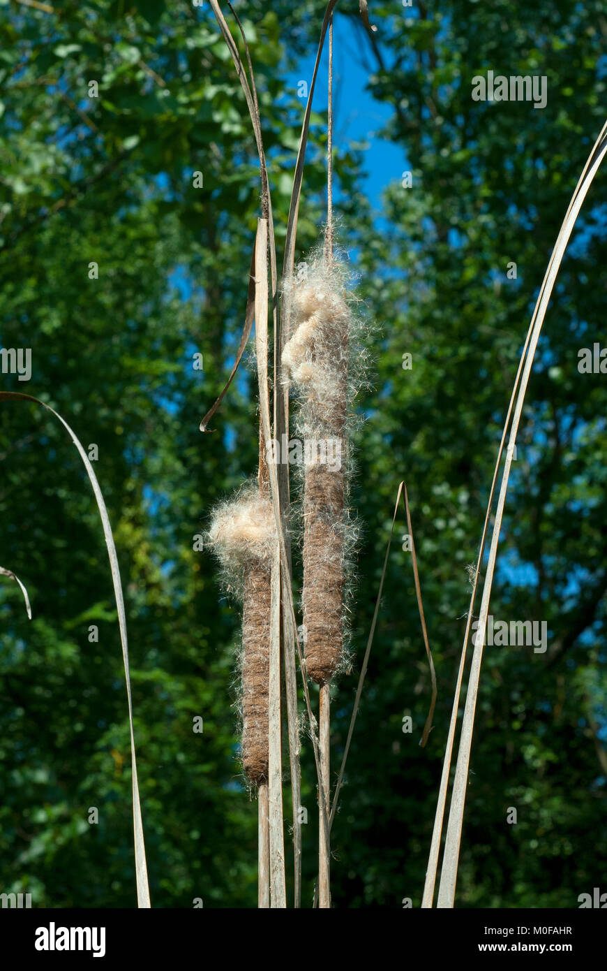 Lesser bulrush, tifa (Typha angustifolia), Lake of Alviano, WWF oasis ...