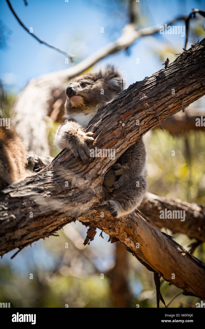 Koalas climbing and sleeping on eucalyptus trees on Australia's Raymond ...