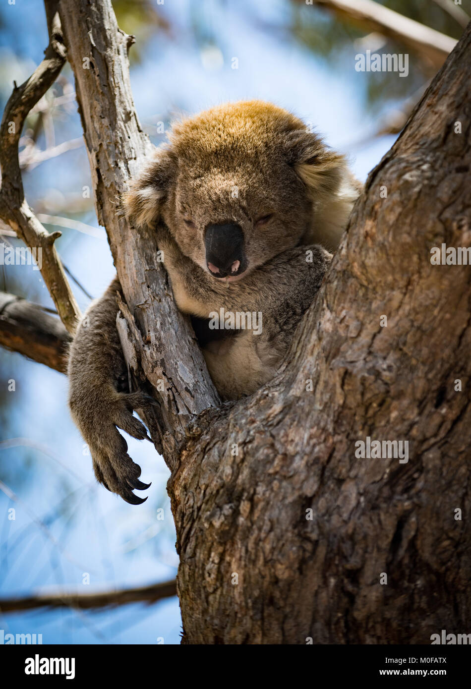 Koalas climbing and sleeping on eucalyptus trees on Australia's Raymond ...