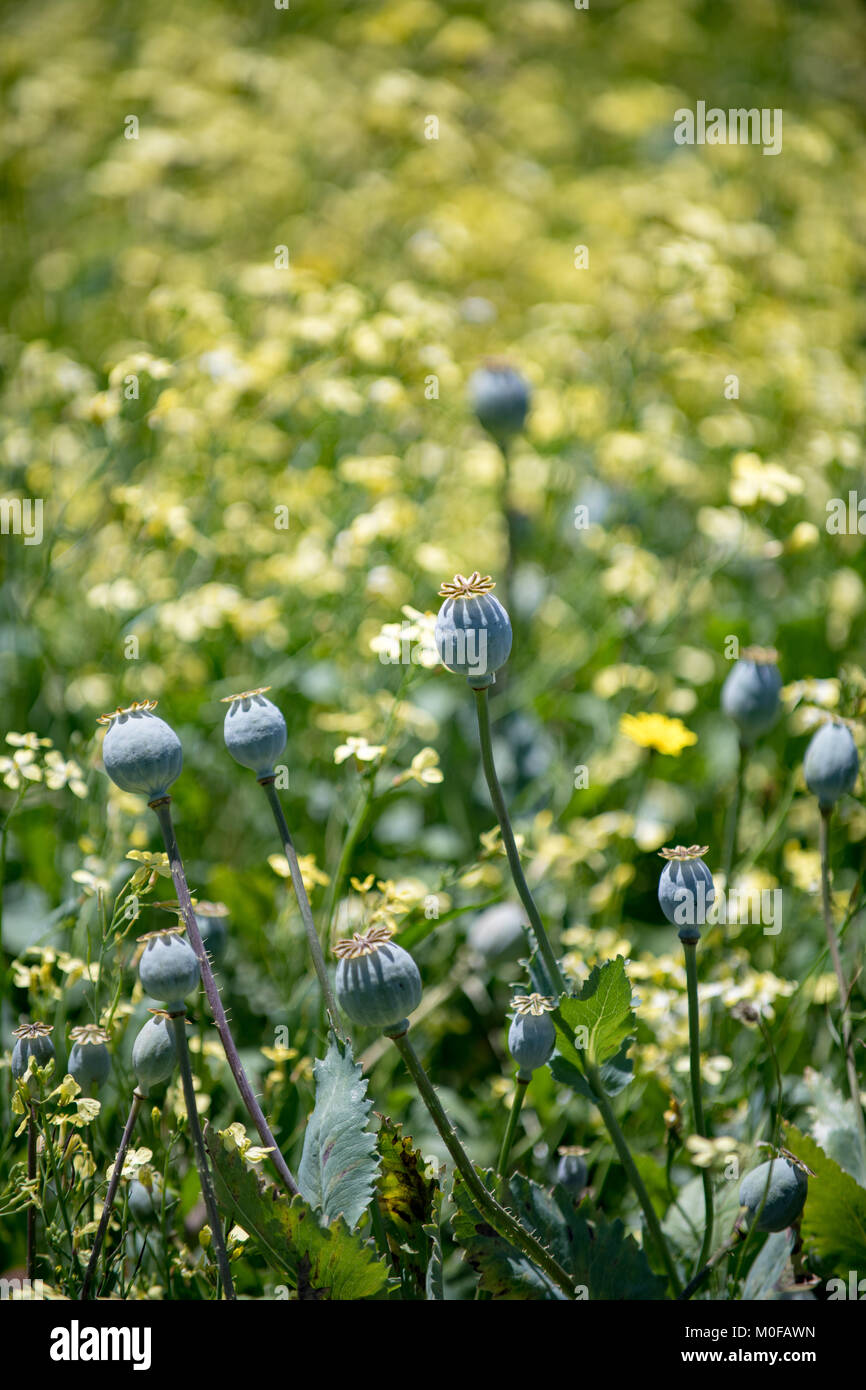 Opium straw hi-res stock photography and images - Alamy