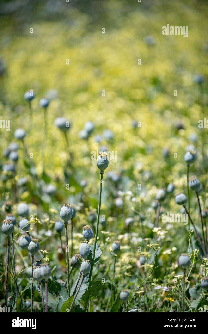 Farms in Tasmania produce about 50% of the world's licit poppy straw ...