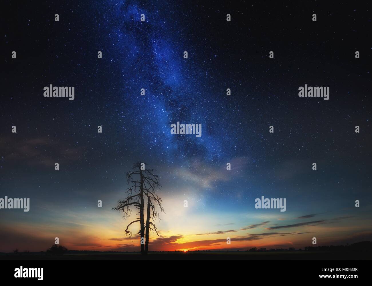 Starry sky over field and dead tree, fine art landscape. Dreamy ...