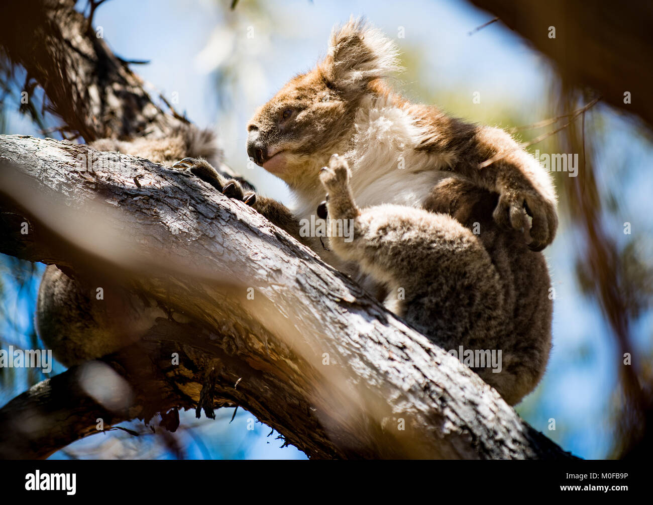 Koalas climbing and sleeping on eucalyptus trees on Australia's Raymond ...