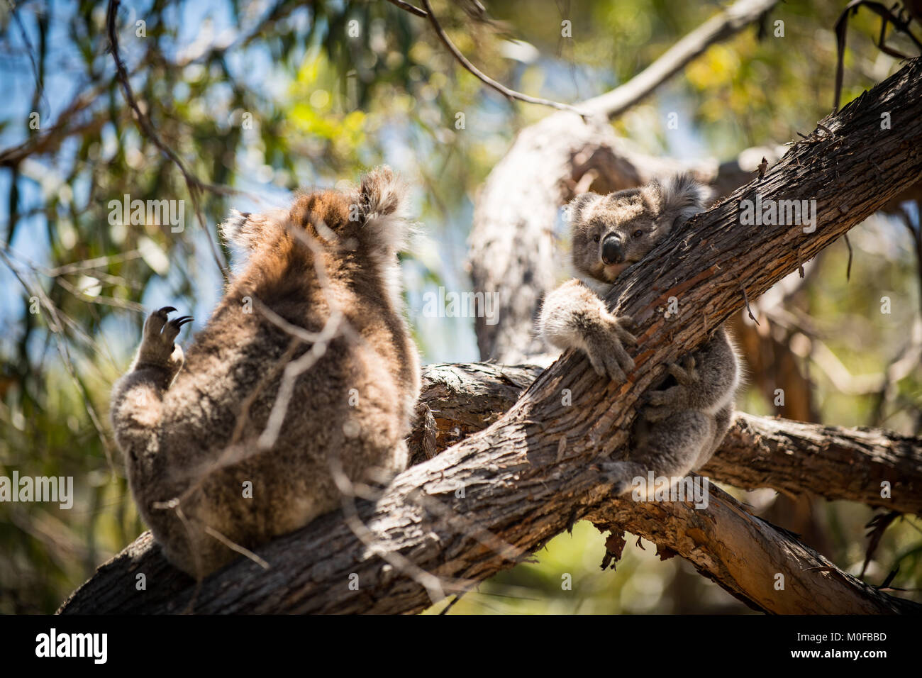 Koalas climbing and sleeping on eucalyptus trees on Australia's Raymond ...