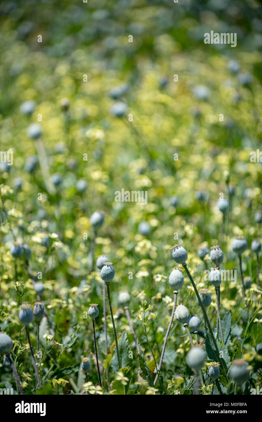 Farms in Tasmania produce about 50% of the world's licit poppy straw ...