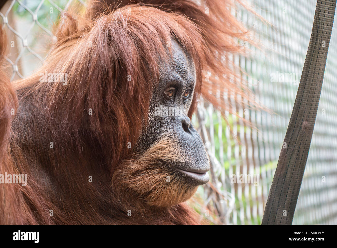 Orangutan face hi-res stock photography and images - Alamy