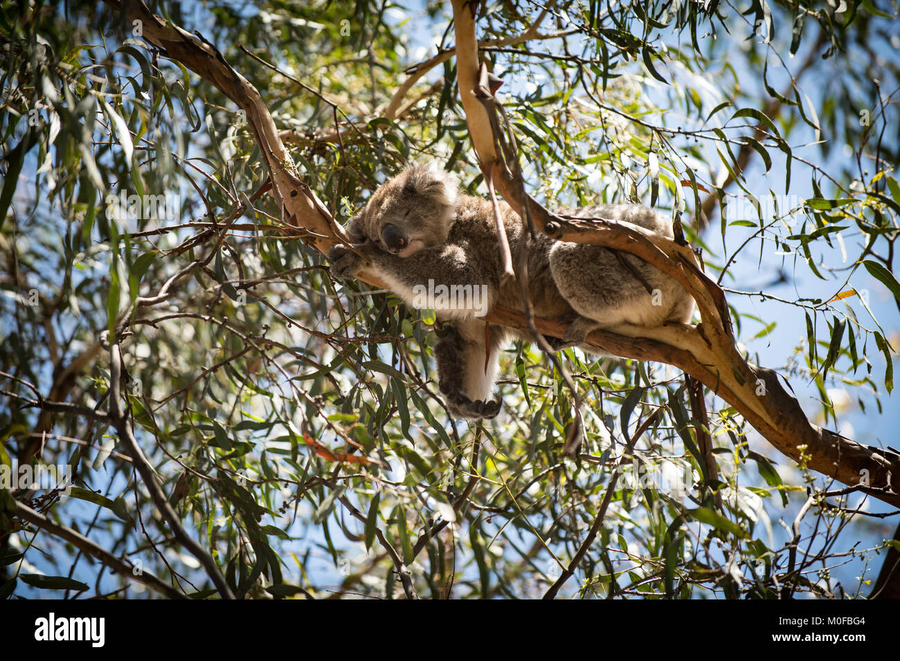 Koalas climbing and sleeping on eucalyptus trees on Australia's Raymond ...