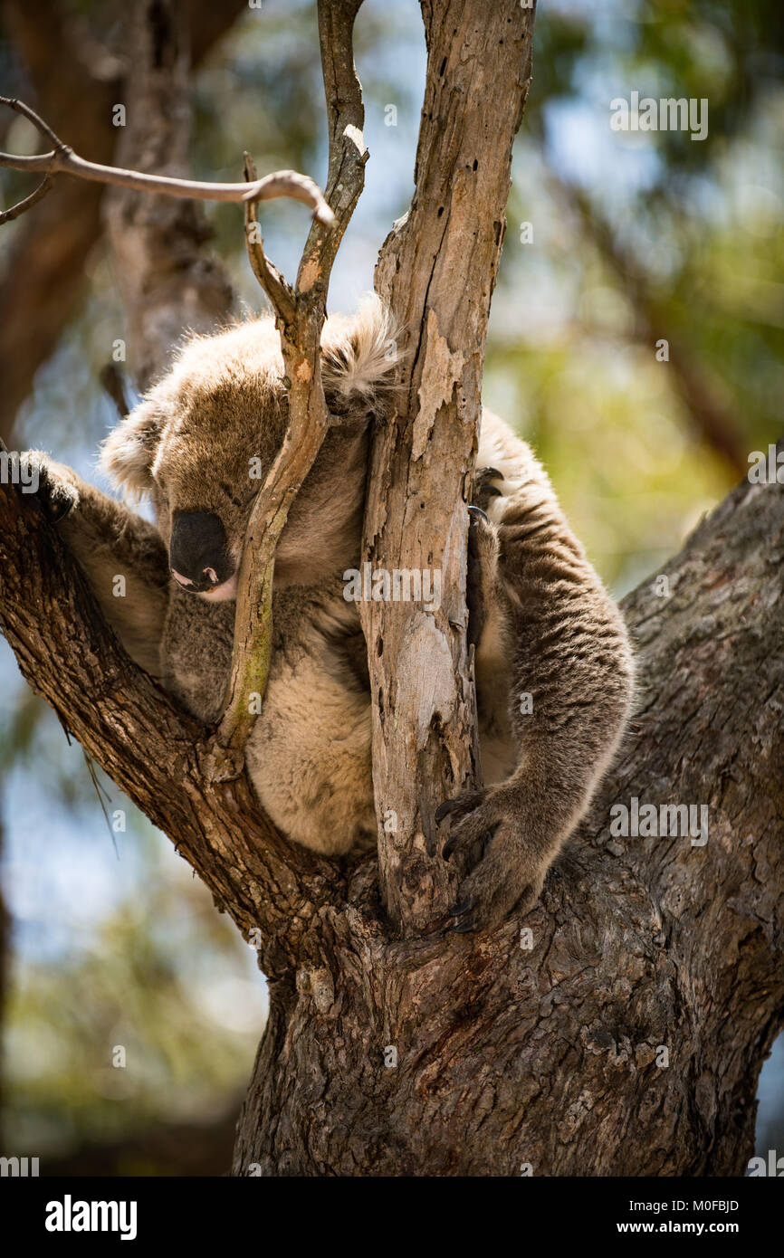 Koalas climbing and sleeping on eucalyptus trees on Australia's Raymond ...