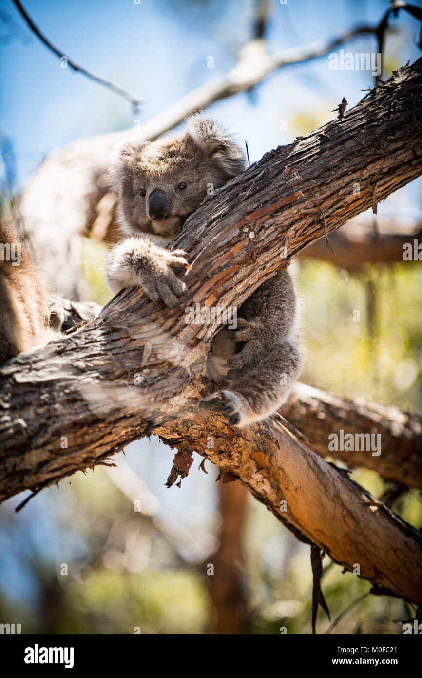 Koalas climbing and sleeping on eucalyptus trees on Australia's Raymond ...