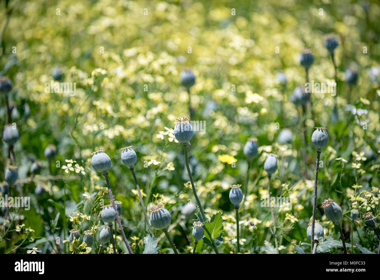 Farms in Tasmania produce about 50% of the world's licit poppy straw ...
