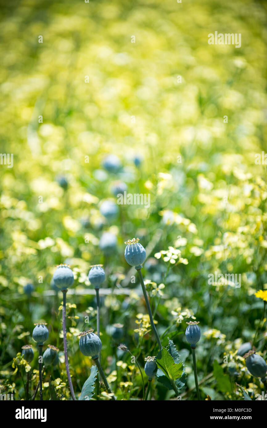 Farms in Tasmania produce about 50% of the world's licit poppy straw ...