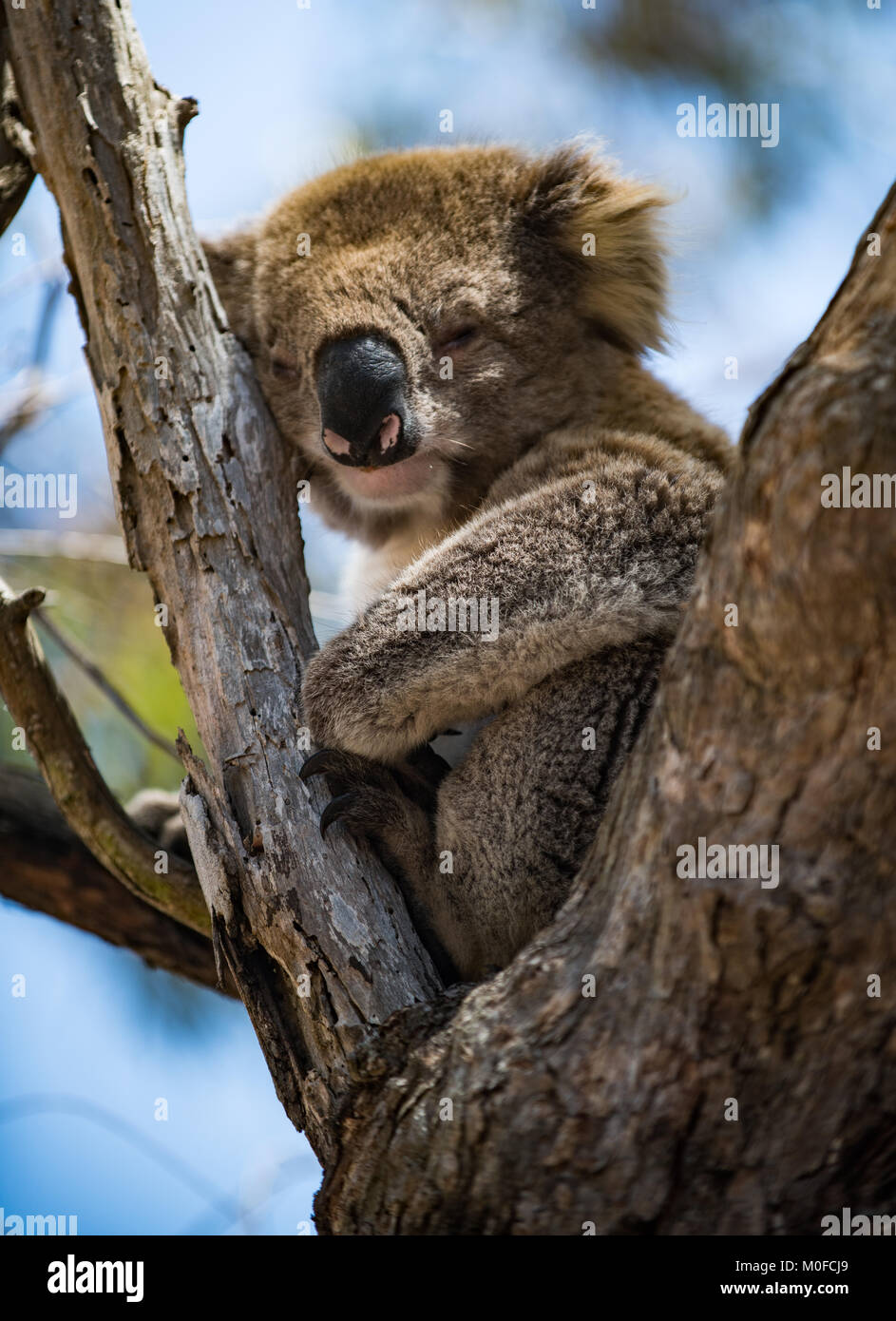 Koalas climbing and sleeping on eucalyptus trees on Australia's Raymond ...