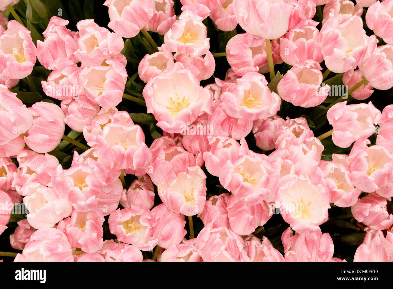 pink tulips,view from top Stock Photo - Alamy