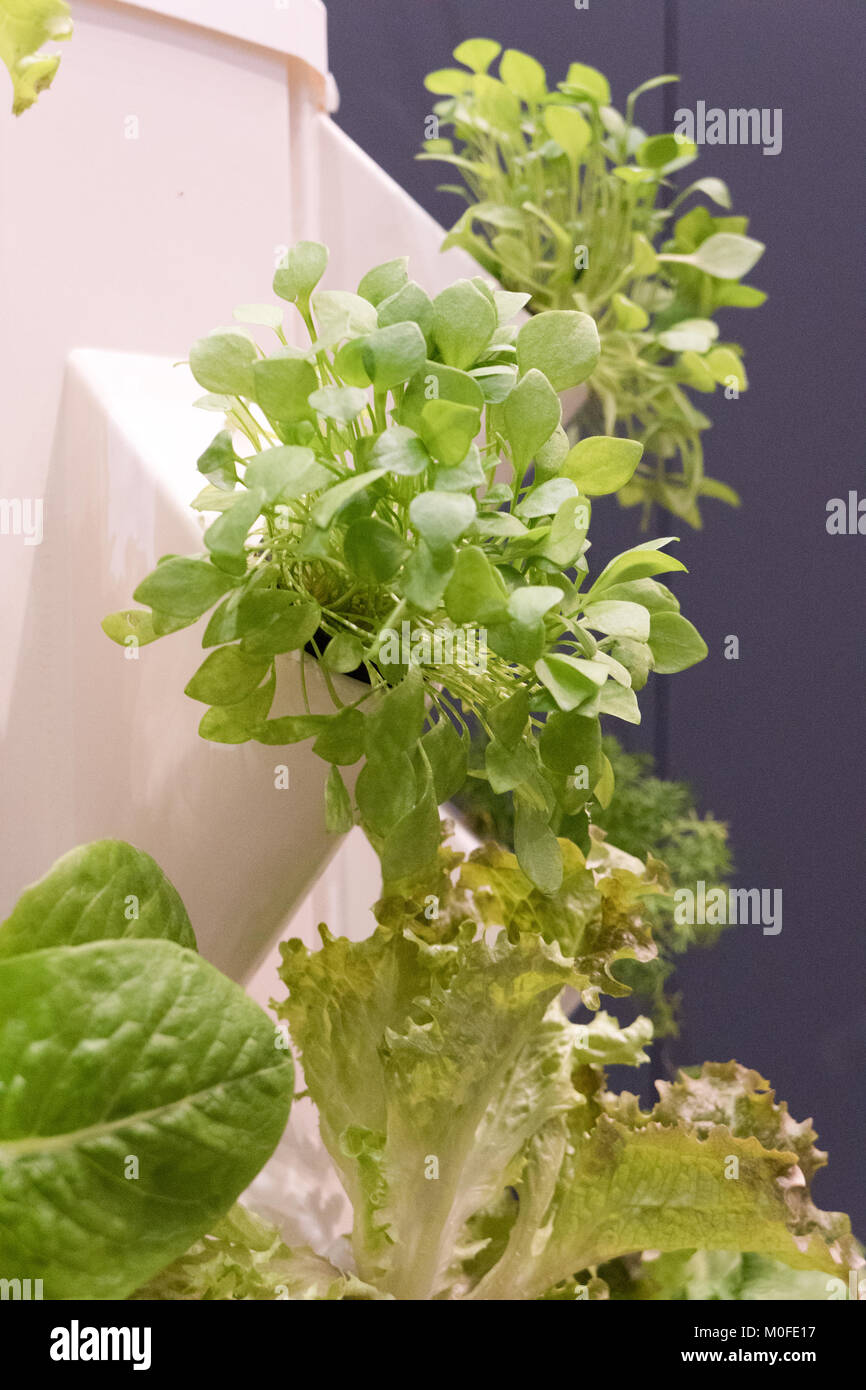 growing vegetables without soil Stock Photo - Alamy