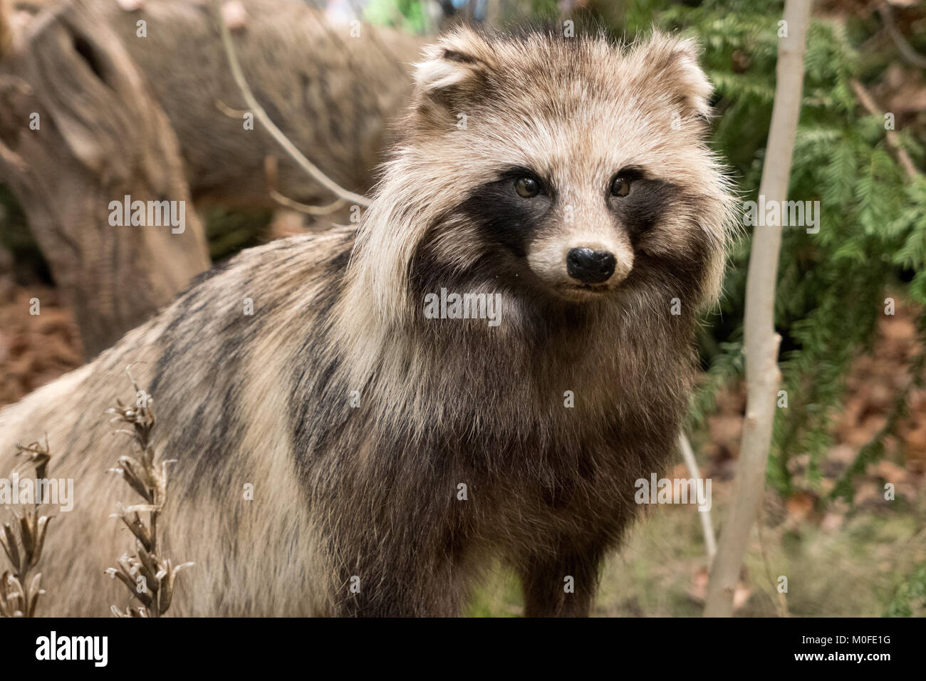 racoon from the front, stuffed Stock Photo - Alamy