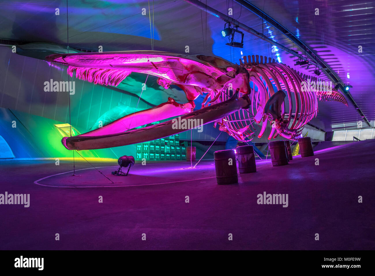 Skeleton humpback whale hi-res stock photography and images - Alamy