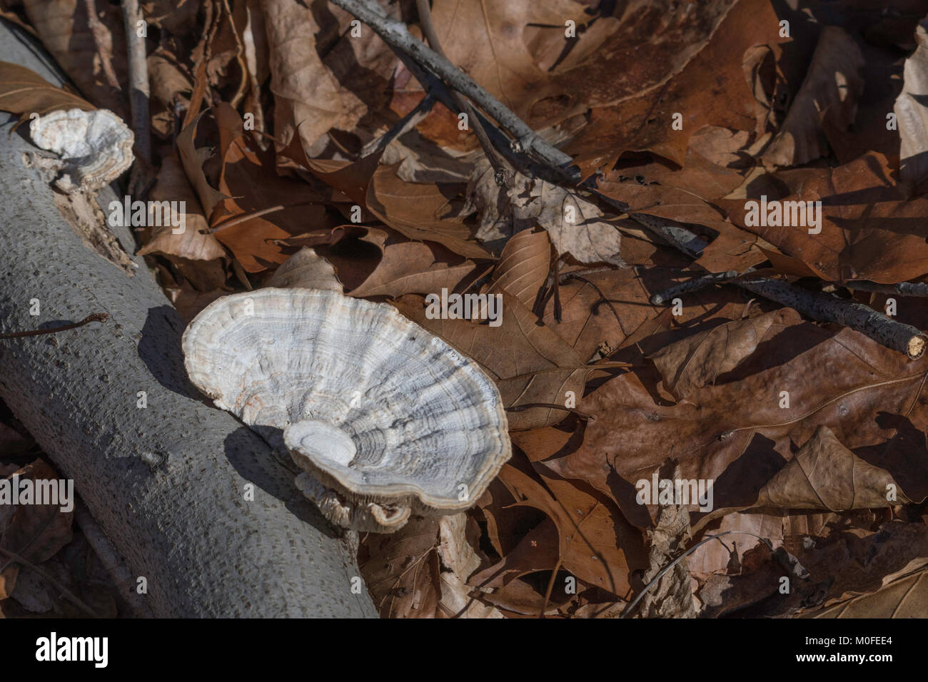 White bracket shelf fungus fungi hi-res stock photography and images ...