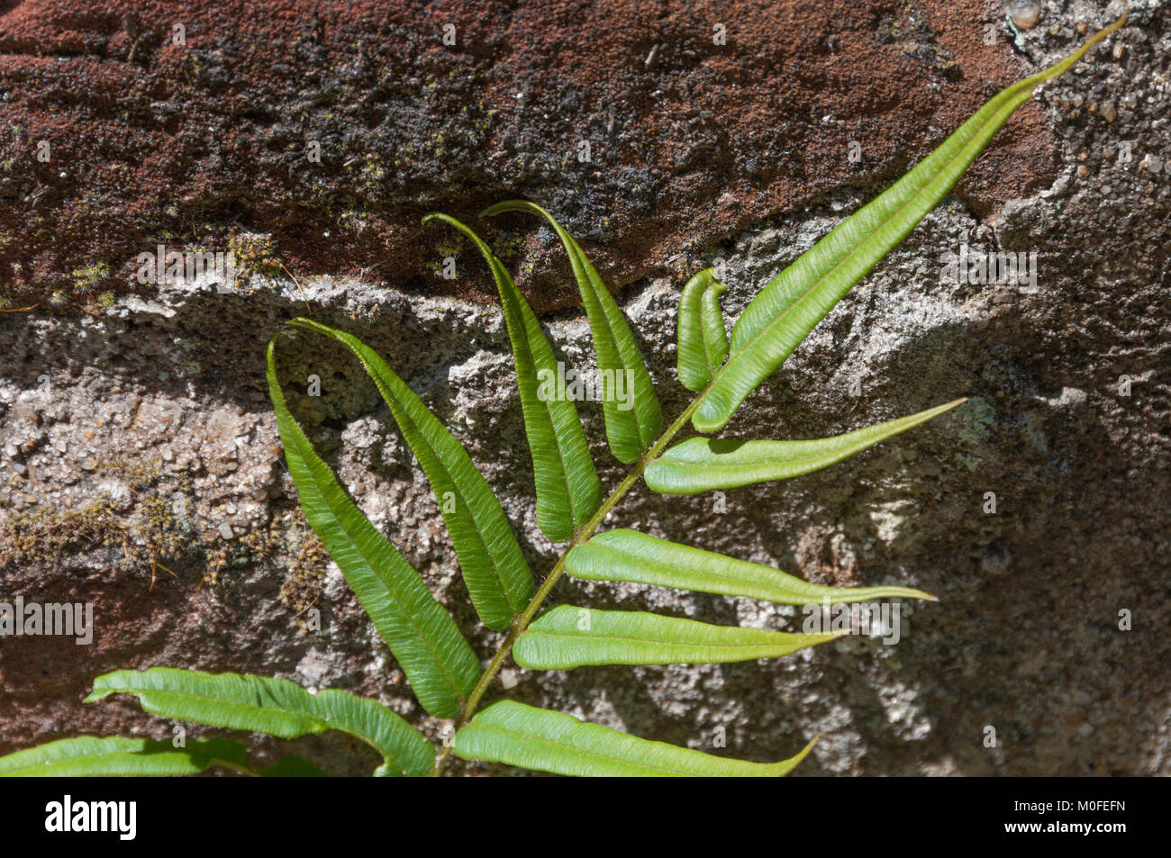 Brick colour hi-res stock photography and images - Alamy