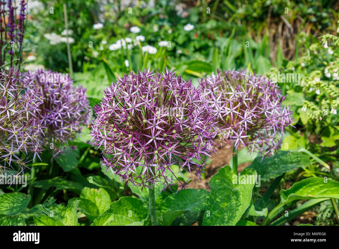 Cultivated alliums hi-res stock photography and images - Alamy