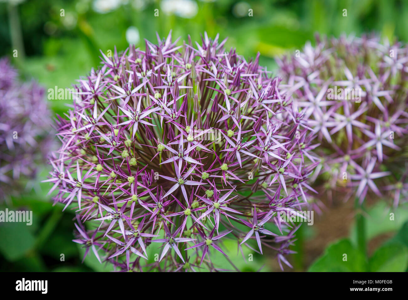 Large purple spiky flower heads of ornamental onion 'Allium cristophii ...