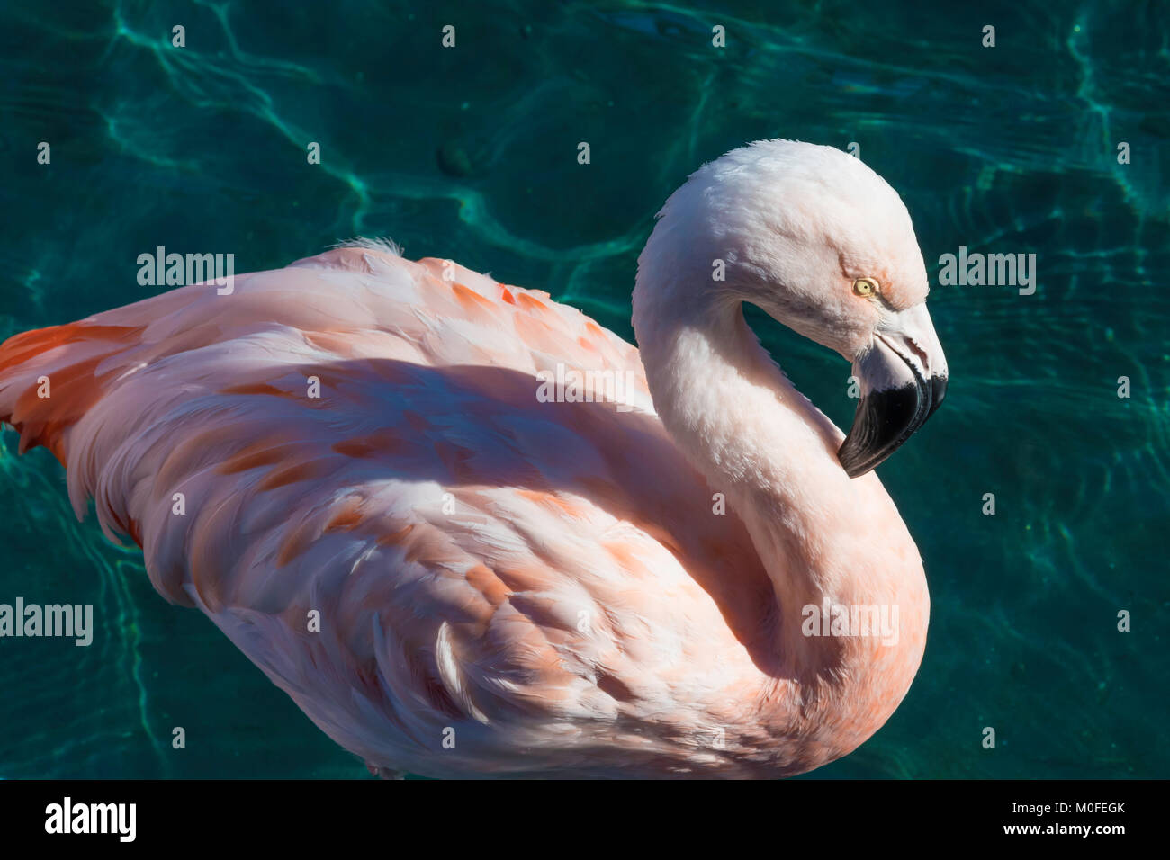 flamingo in bright sun swimming in aqua colored water Stock Photo - Alamy