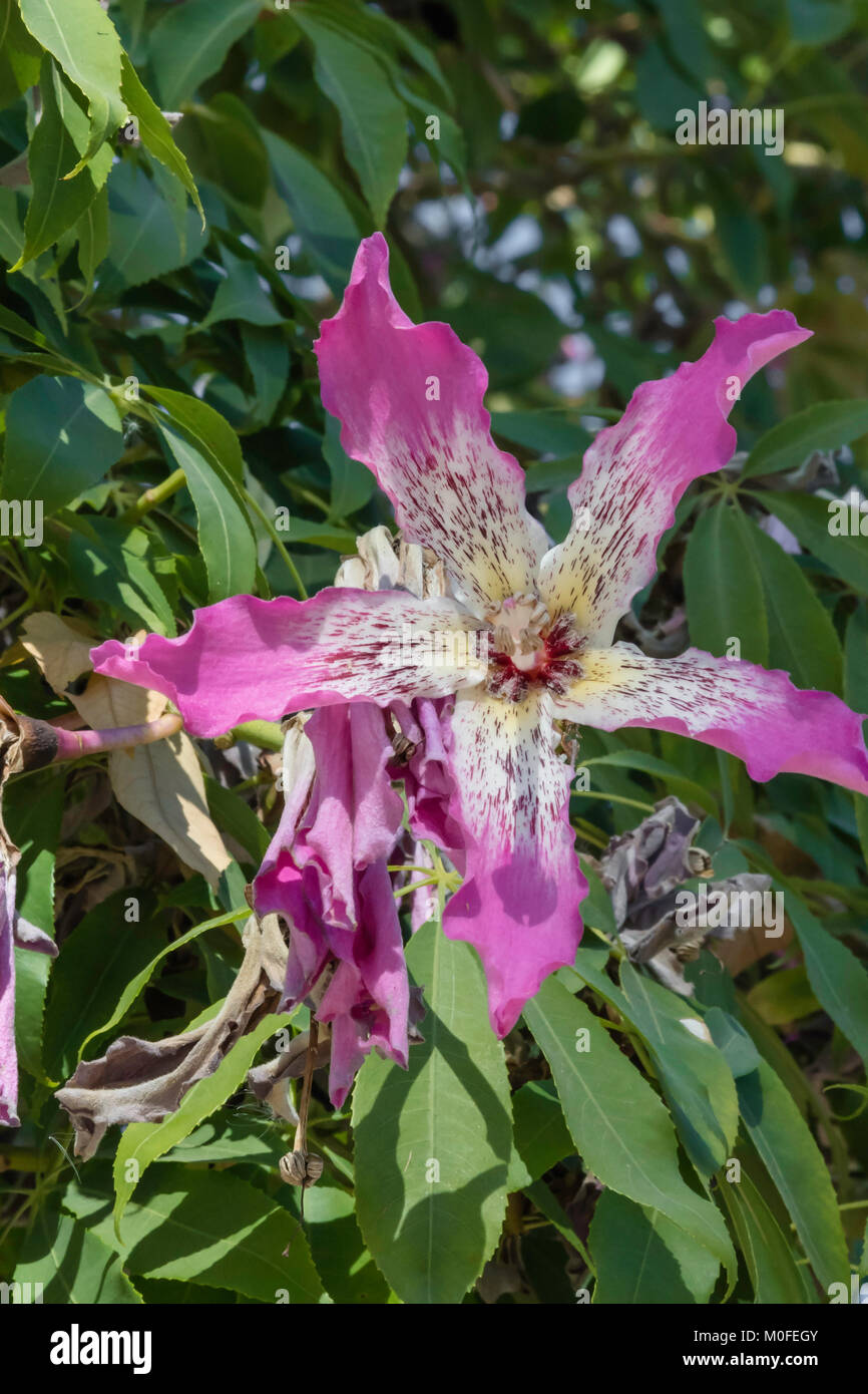 Silk Floss Tree High Resolution Stock Photography and Images - Alamy
