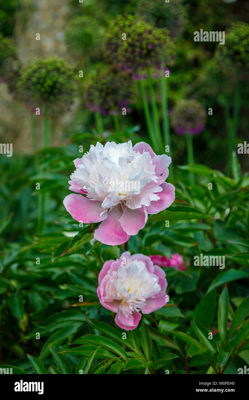 White peonies paeonia hi-res stock photography and images - Alamy
