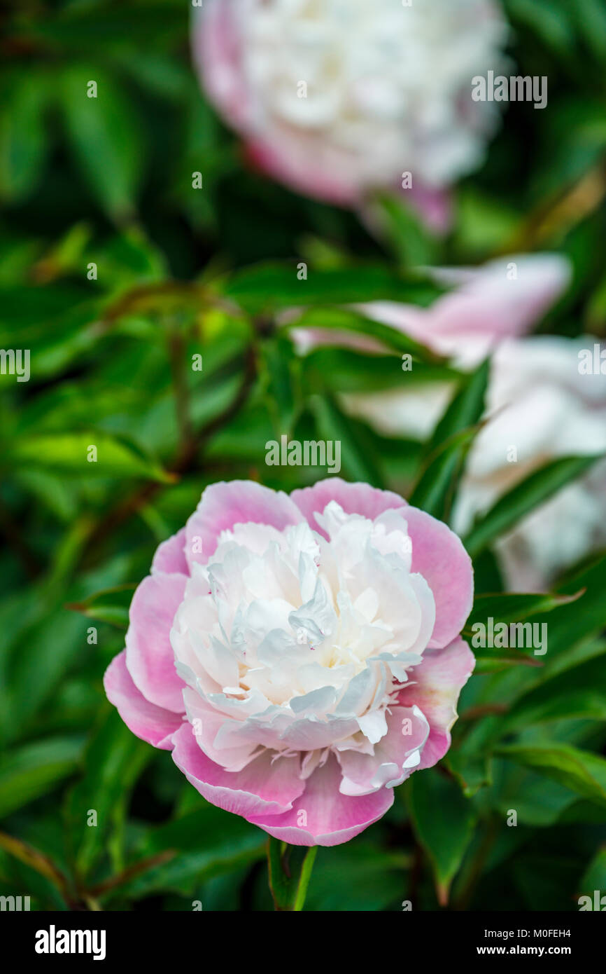 White peonies paeonia hi-res stock photography and images - Alamy