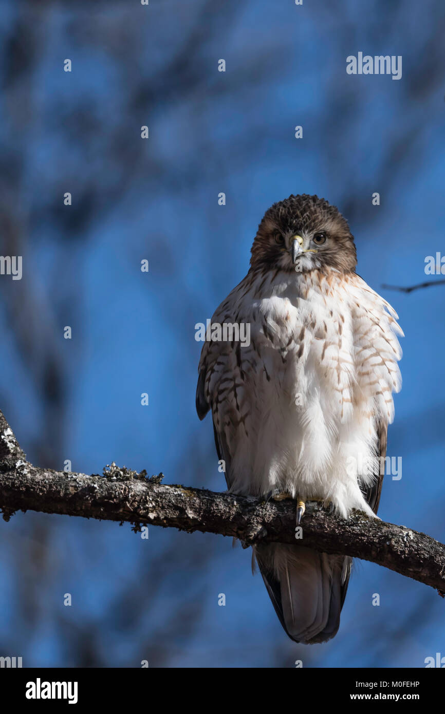 hawk on a branch in the woods facing the camera Stock Photo - Alamy