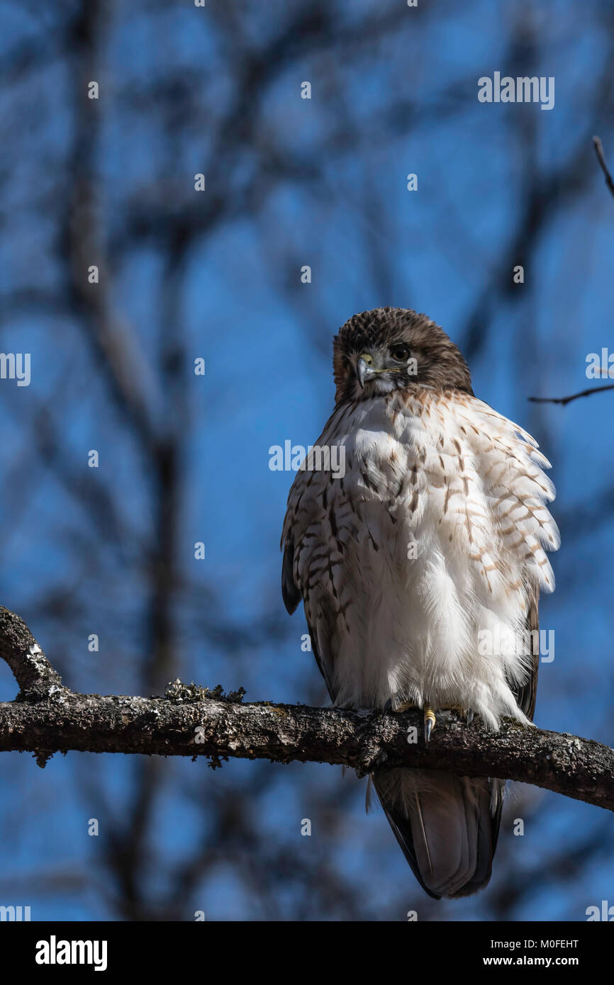 hawk on a branch in the woods with head turned to the left vertical ...