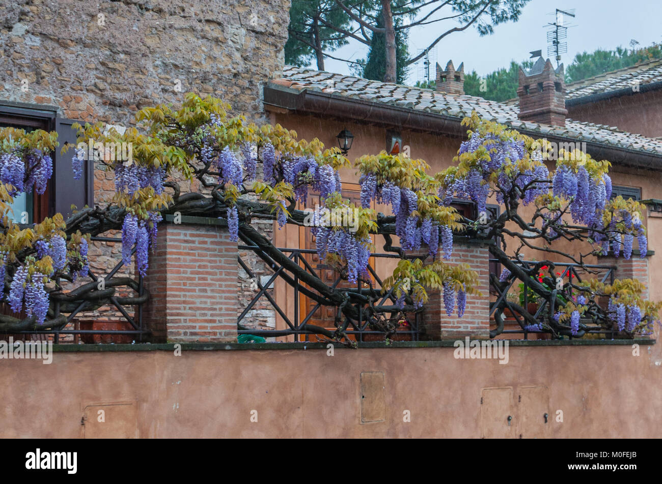 wisteria hanging on a metal railing and stucco wall along the Appian ...