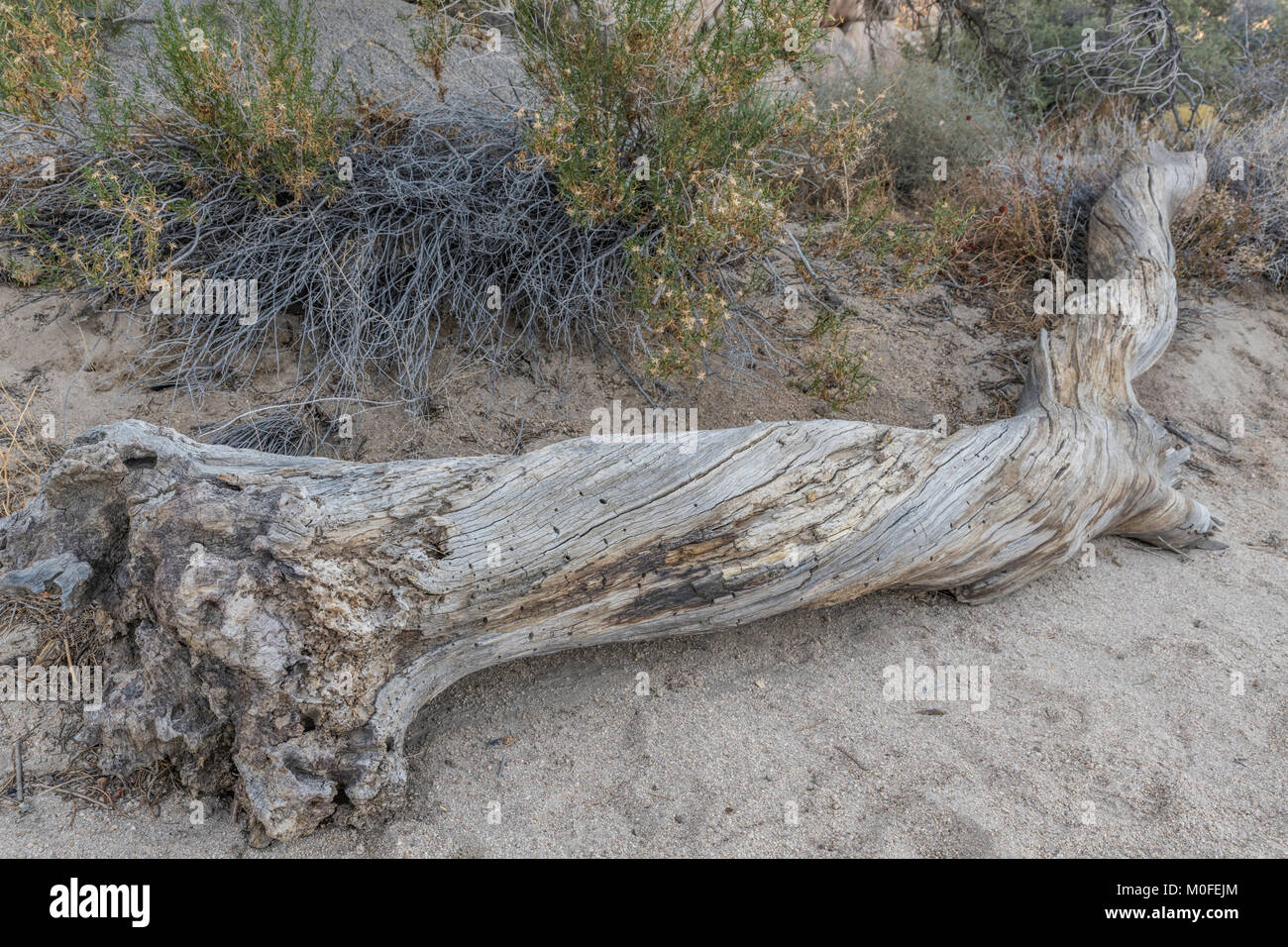 Twisted tree trunk hi-res stock photography and images - Alamy