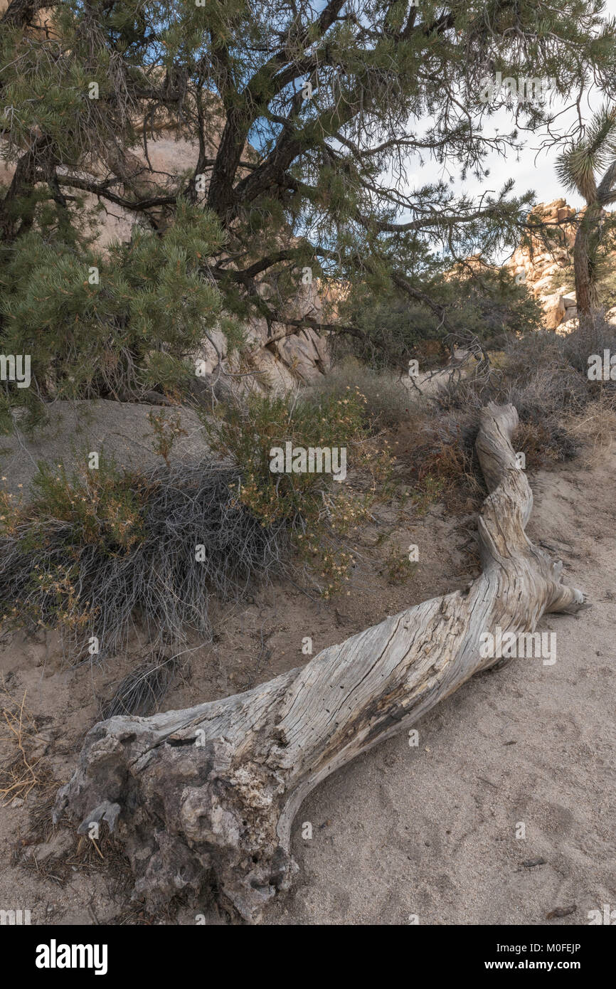 Twisted tree trunk hi-res stock photography and images - Alamy