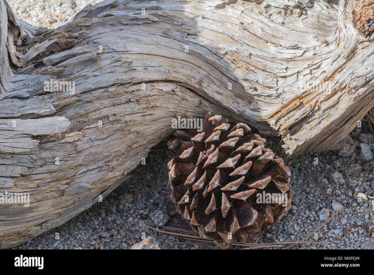 Cone texture hi-res stock photography and images - Alamy