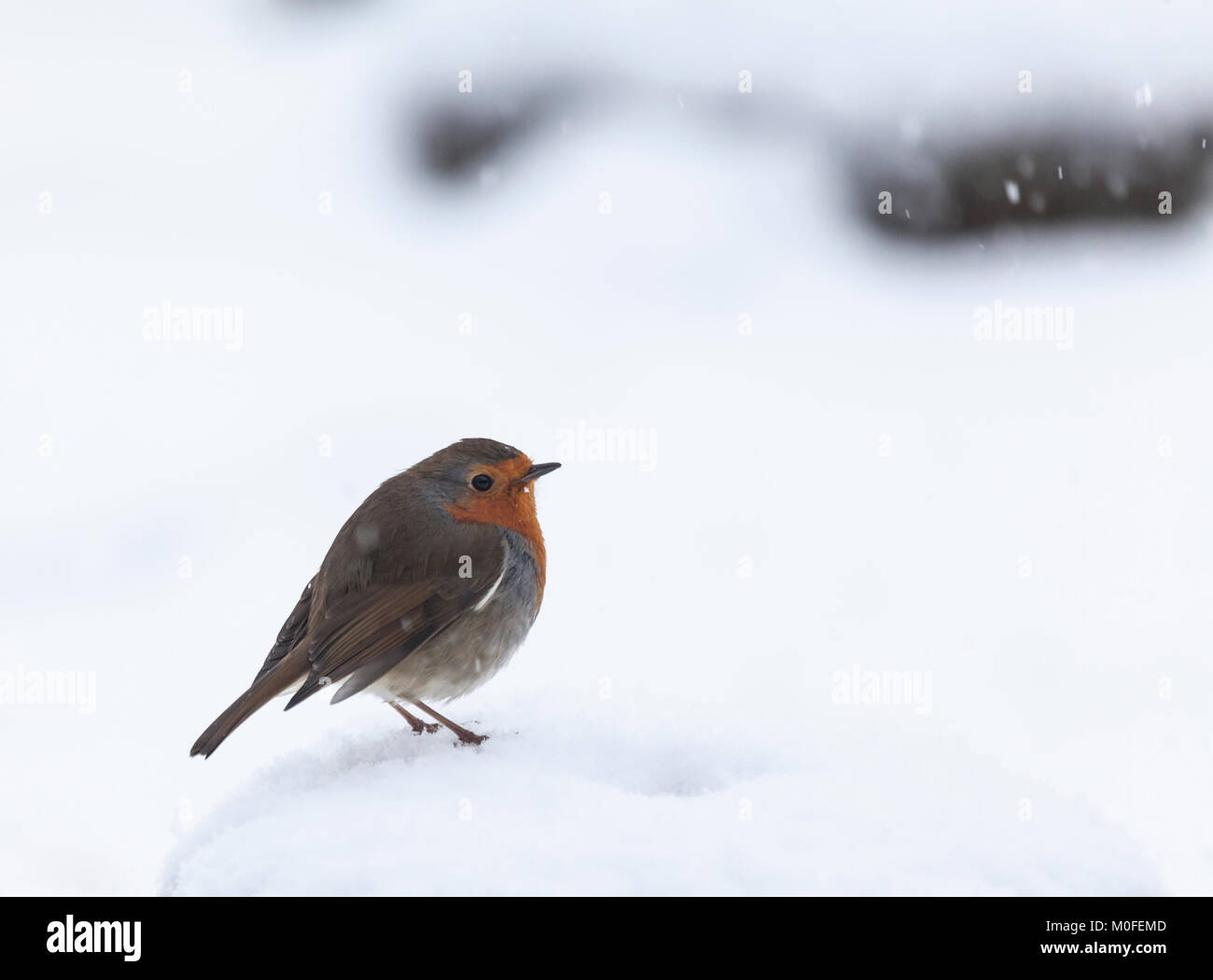 European robin with copyspace hi-res stock photography and images - Alamy