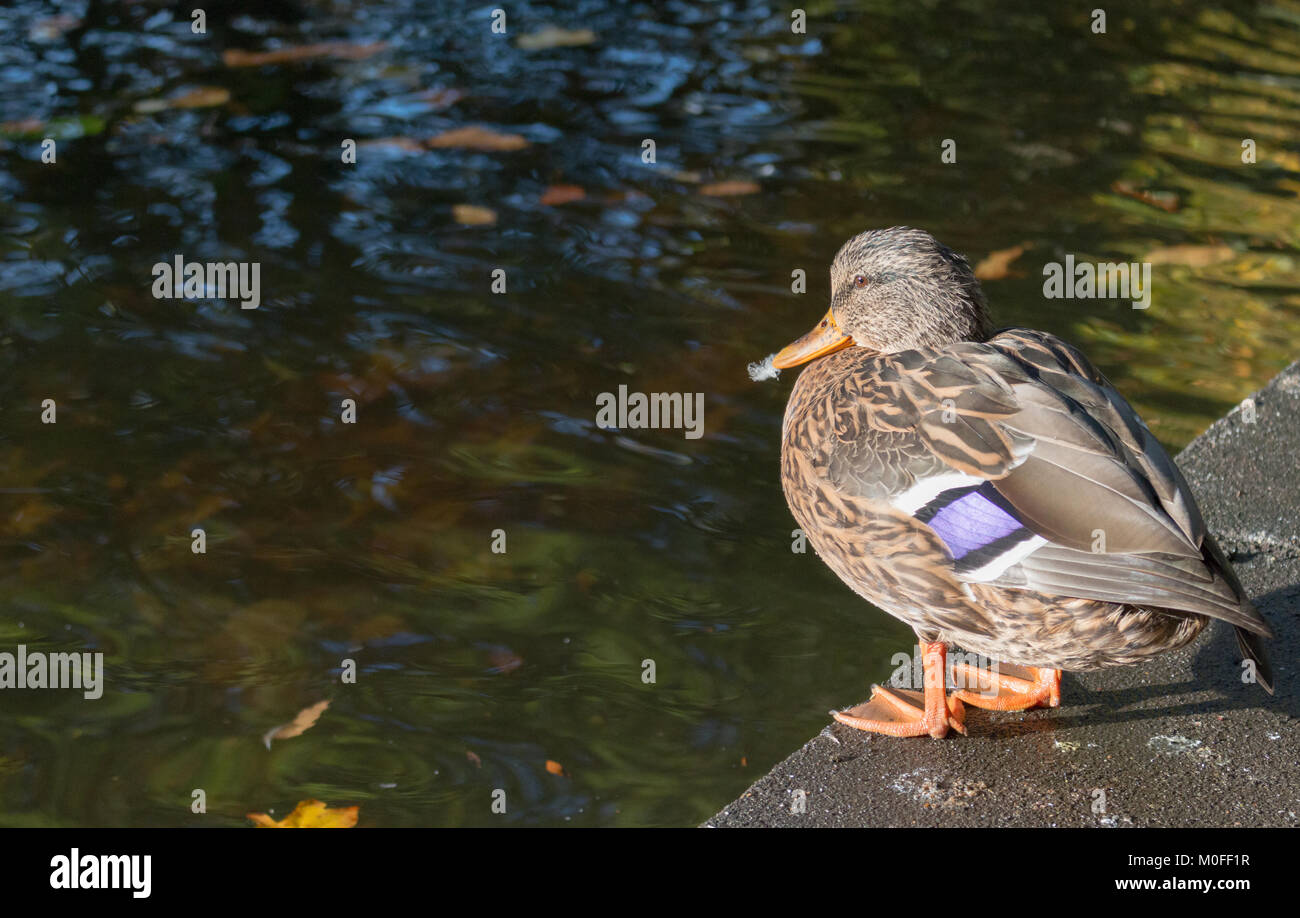 Female Mallard duck standing beside a pond Stock Photo - Alamy