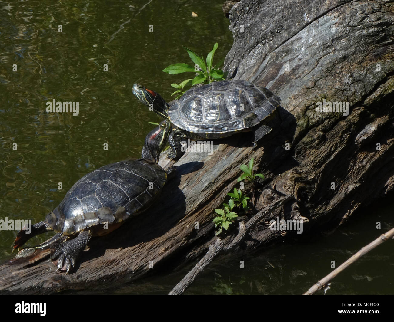 Freshwater turtle basking on log hi-res stock photography and images ...