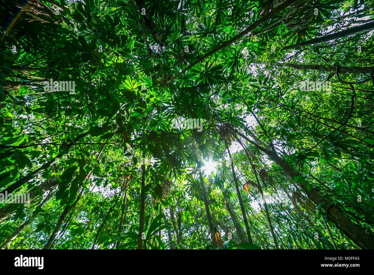 looking up at tall trees in the forest Stock Photo - Alamy