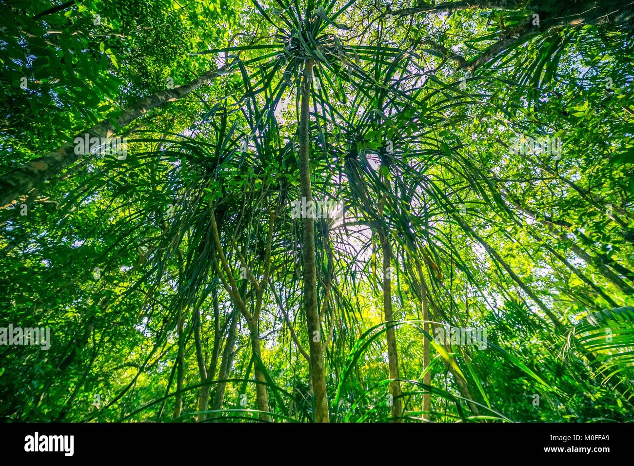 looking up at tall trees in the forest Stock Photo - Alamy