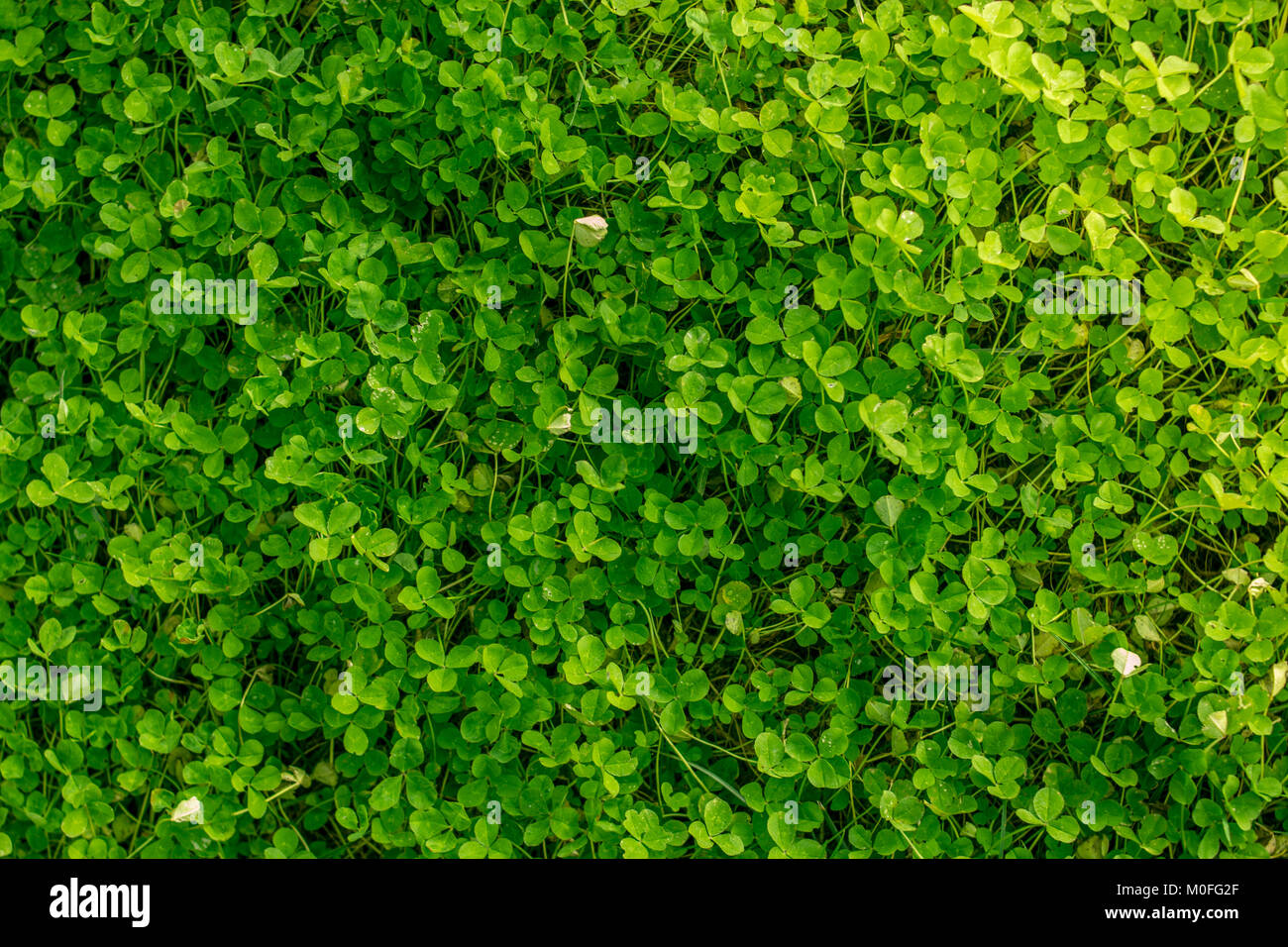 Top view of real natural organic grass Stock Photo - Alamy