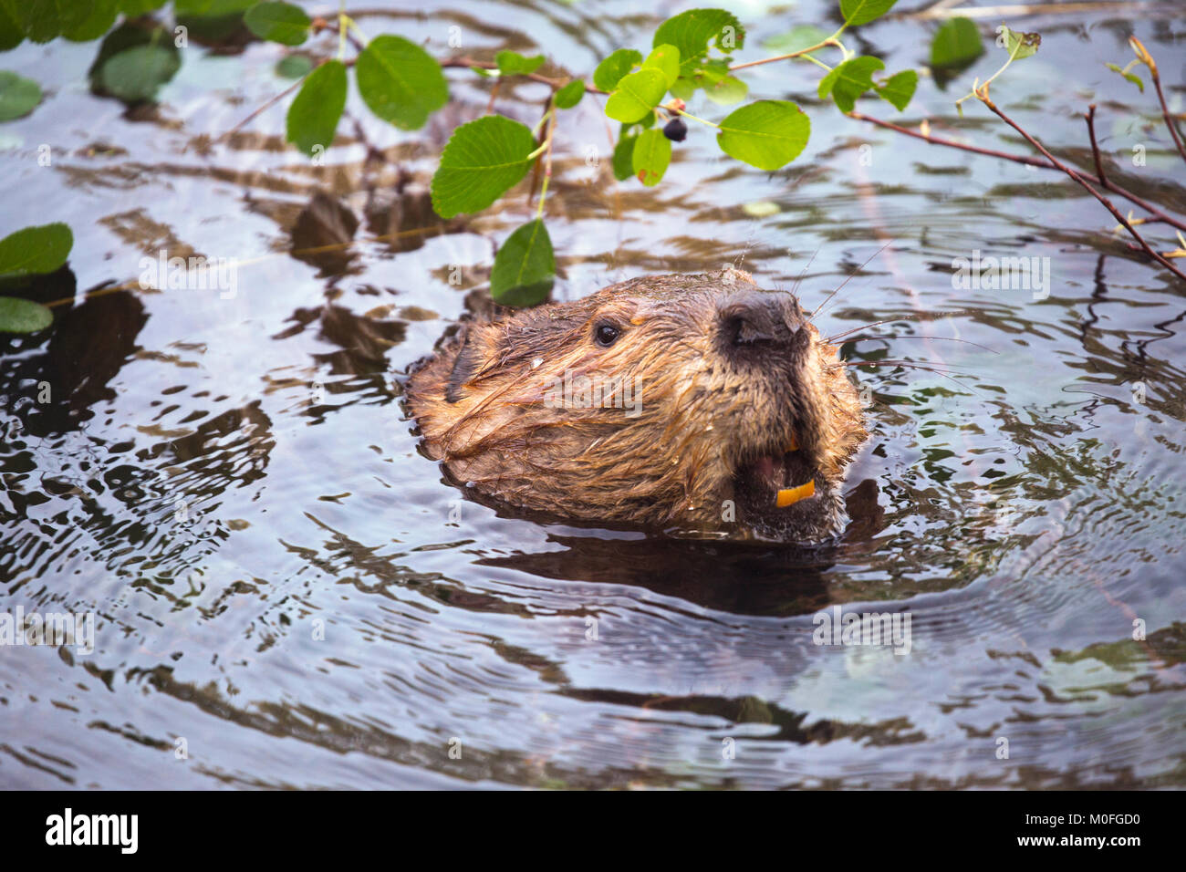 Beaver (Castor canadensis) in pond with branch of Saskatoon tree ...