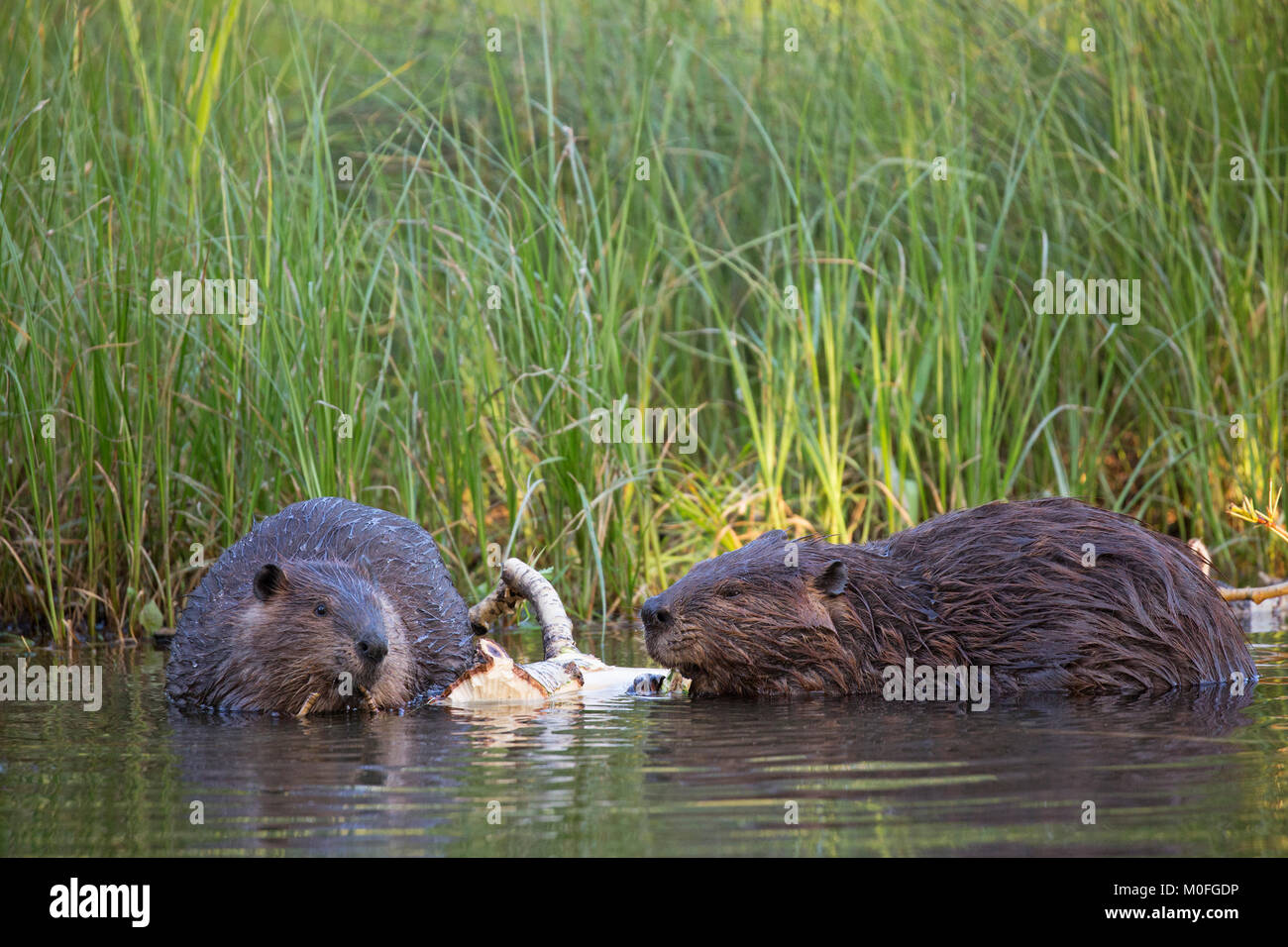 Beaver mother and young (Castor canadensis) feeding on bark from Balsam ...