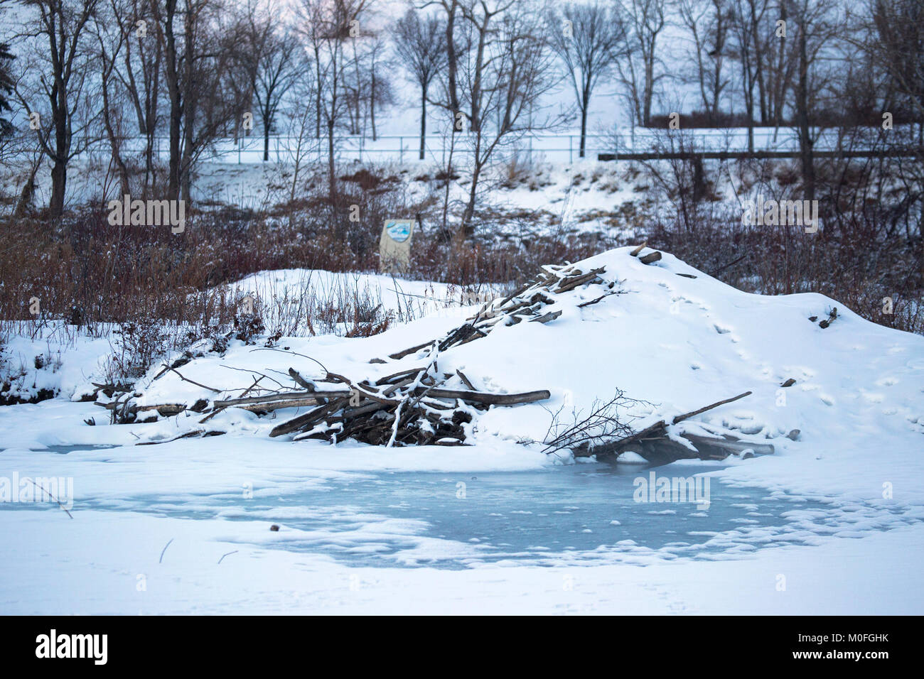 Beaver in snow hi-res stock photography and images - Alamy